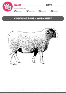 Sheep Coloring Page | KidsNex